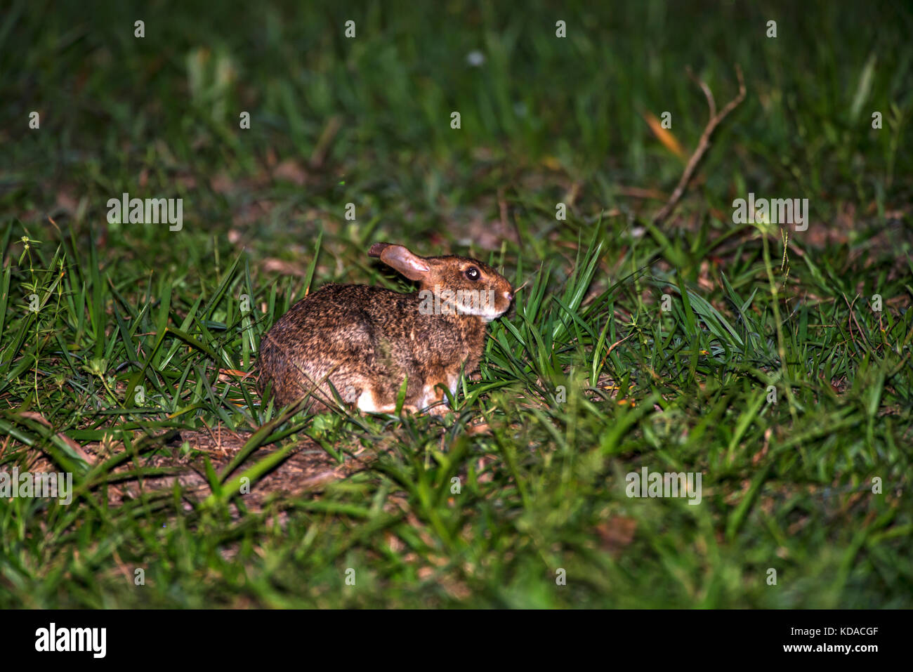 "Tapiti (Sylvilagus brasiliensis) fotografado em Linhares, Espírito ...