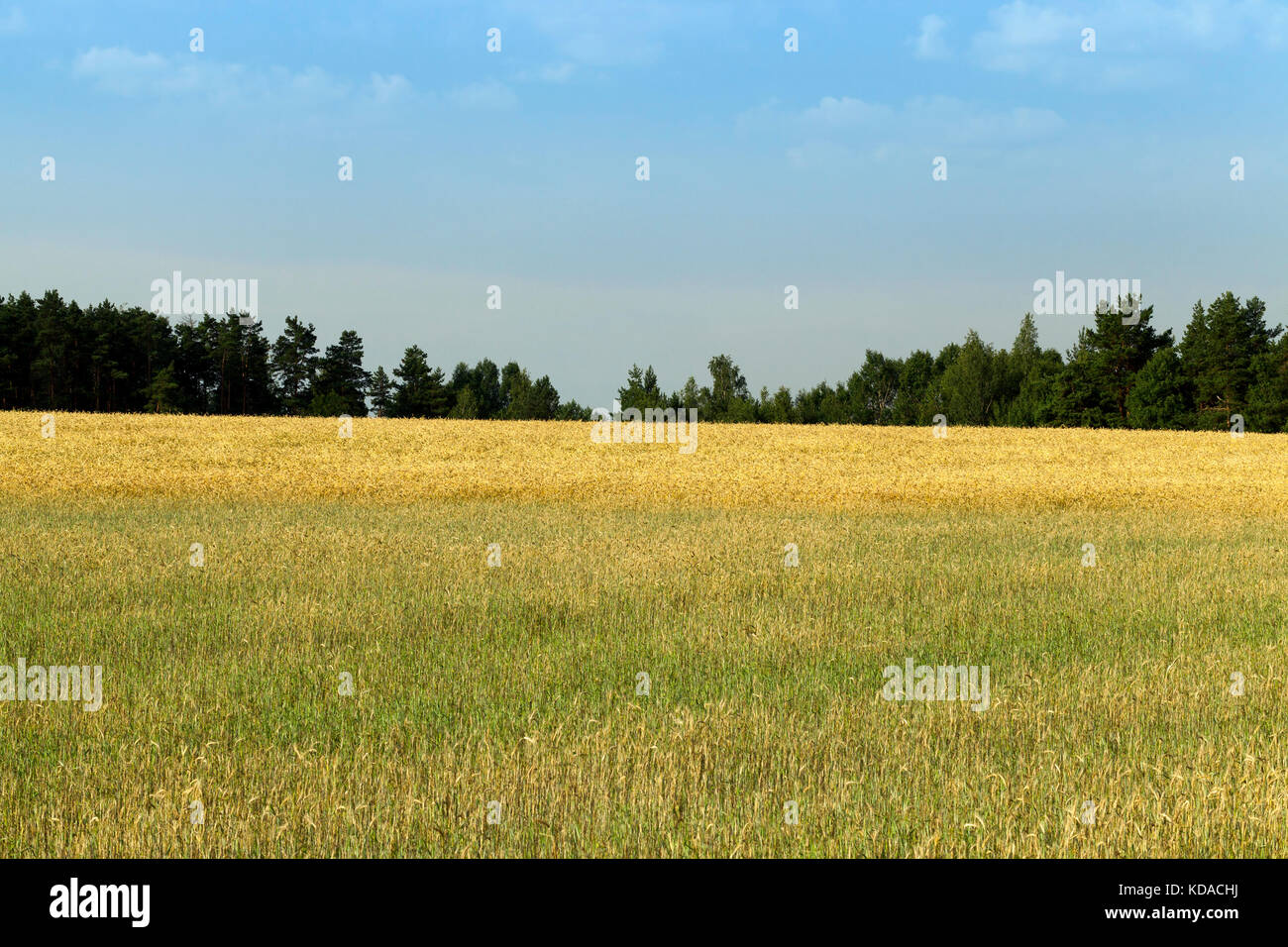 Half and half wheat field hi-res stock photography and images - Alamy