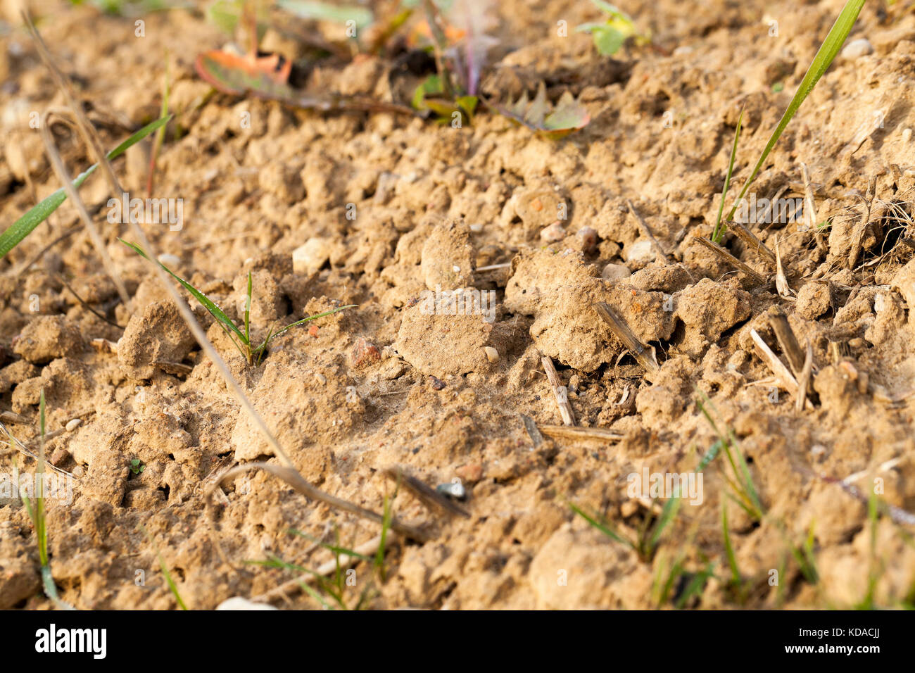Yellow earth, close-up Stock Photo - Alamy