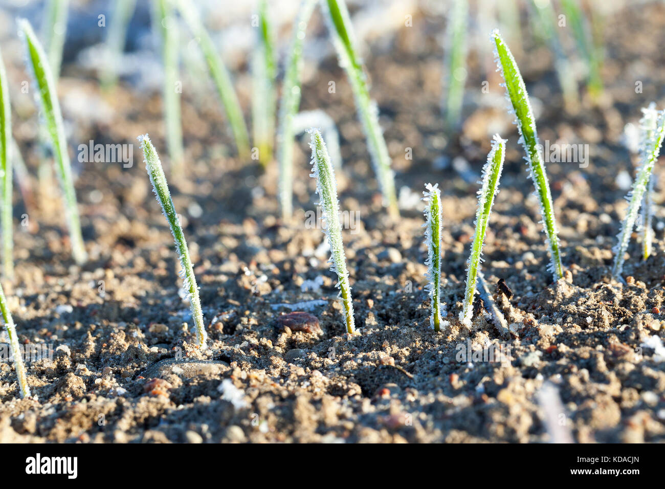 agricultural plants, frost Stock Photo - Alamy