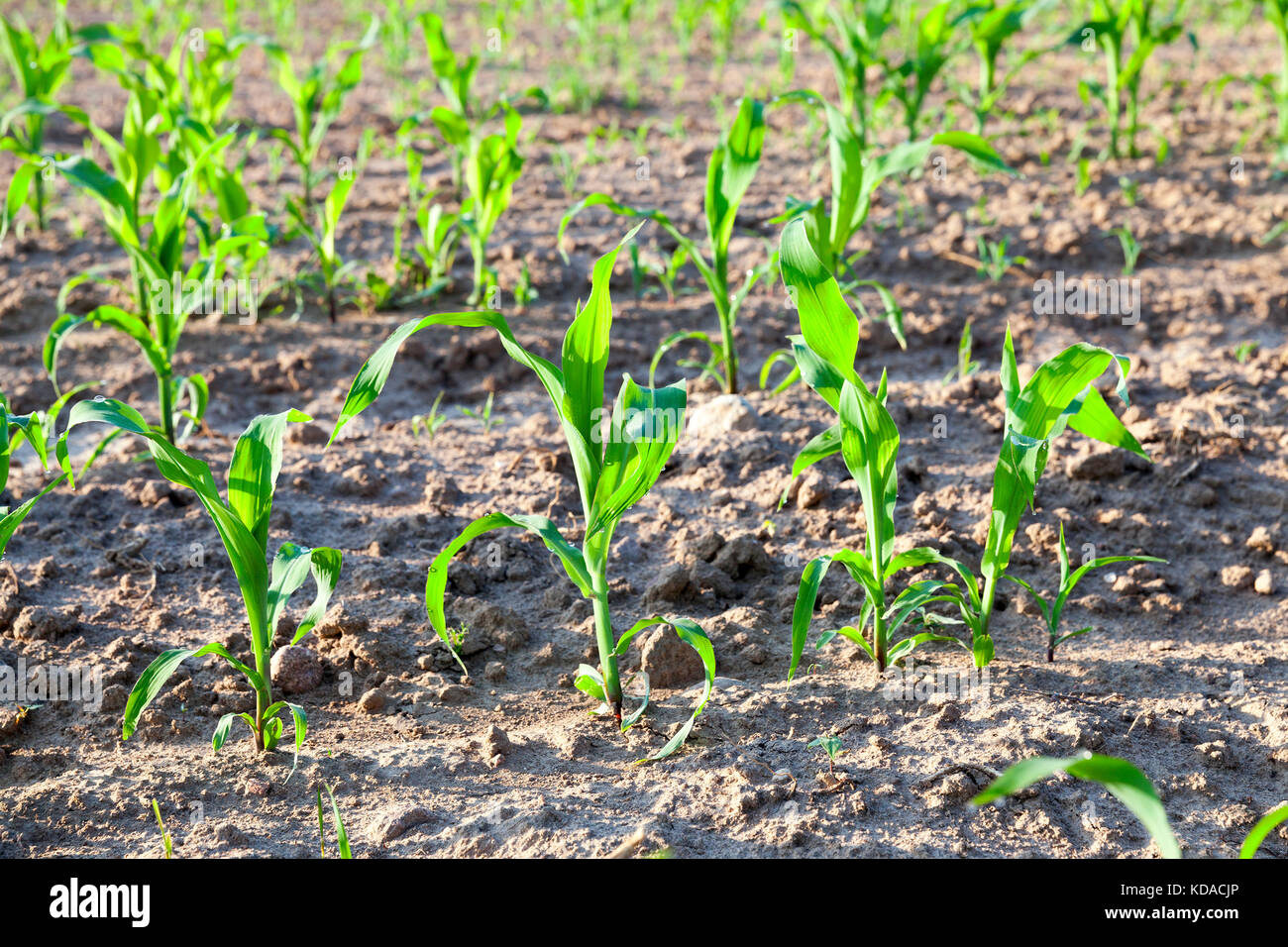 Green leaves of corn hi-res stock photography and images - Alamy