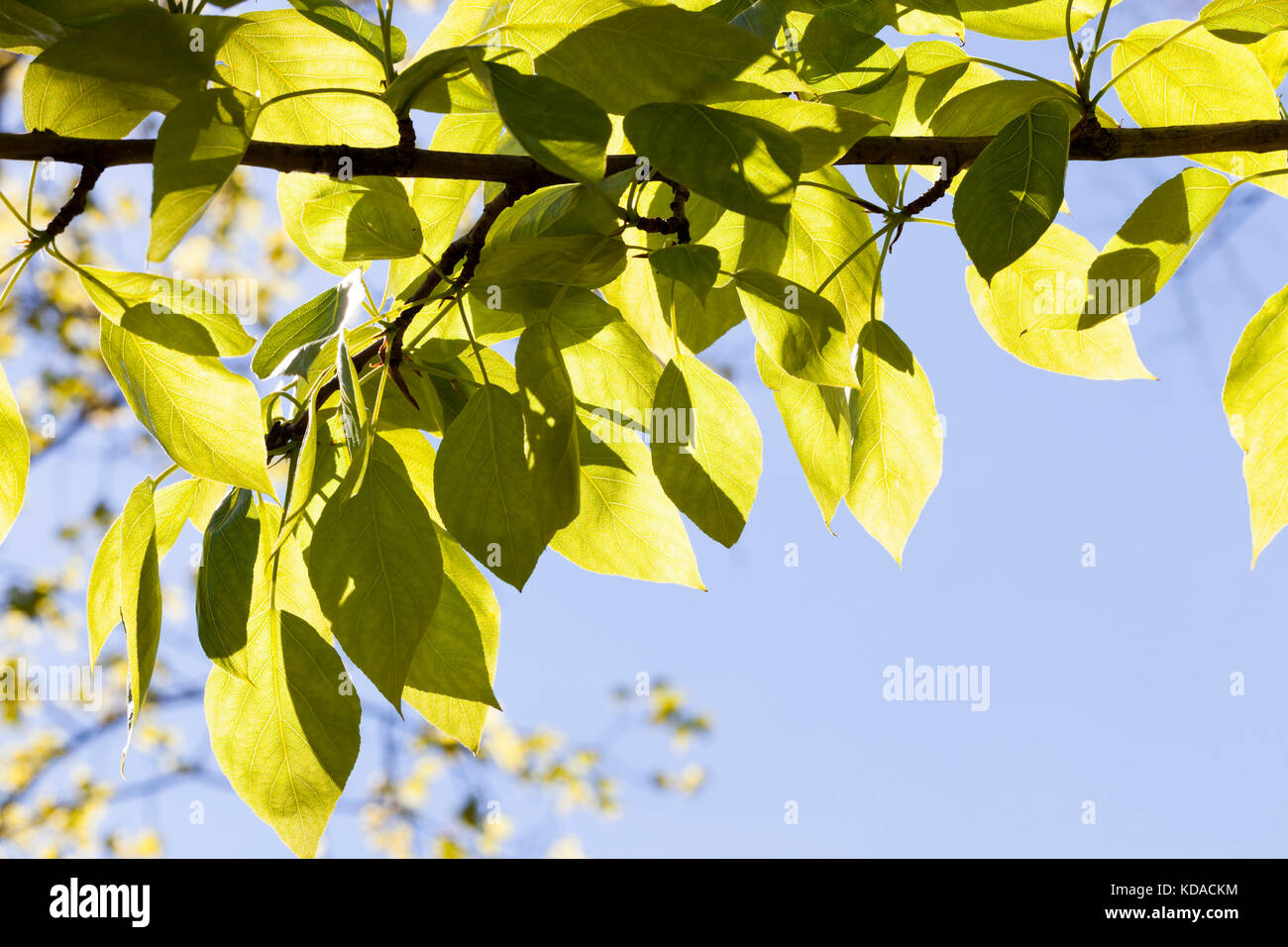Translucent green leaf hi-res stock photography and images - Alamy