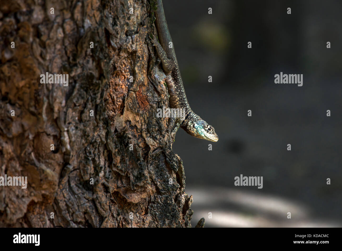"Calango (Tropidurus oreadicus) fotografado em Linhares, Espírito Santo ...
