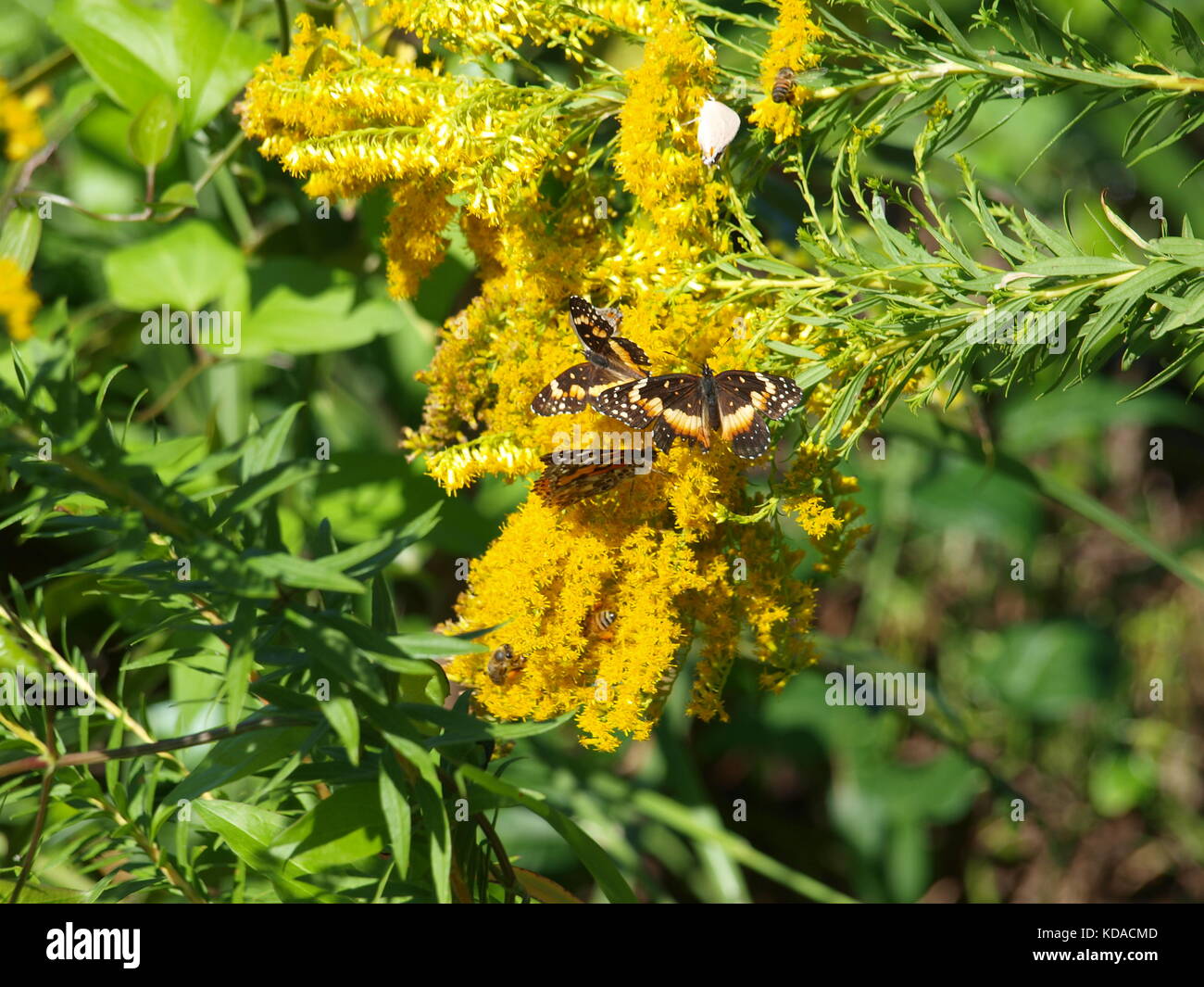 Texas native bees hi-res stock photography and images - Alamy