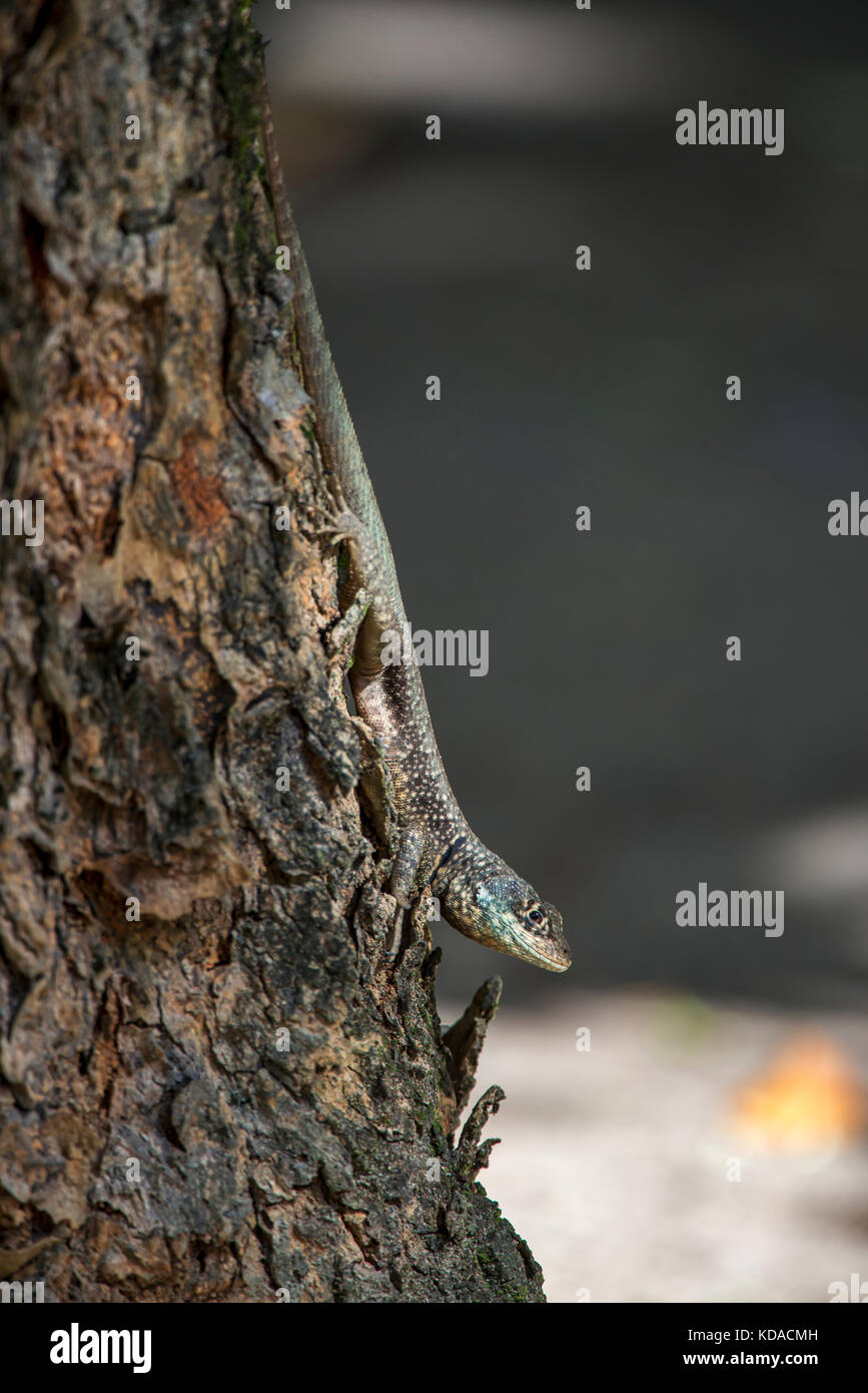 "Calango (Tropidurus oreadicus) fotografado em Linhares, Espírito Santo ...