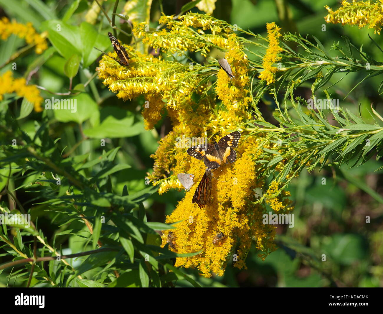 Texas native bees hi-res stock photography and images - Alamy