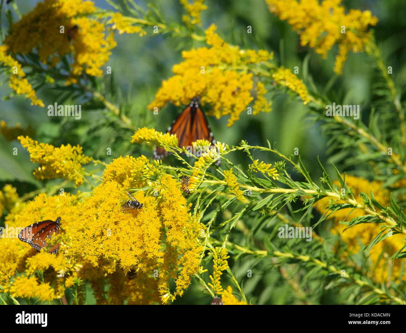Texas native bees hi-res stock photography and images - Alamy