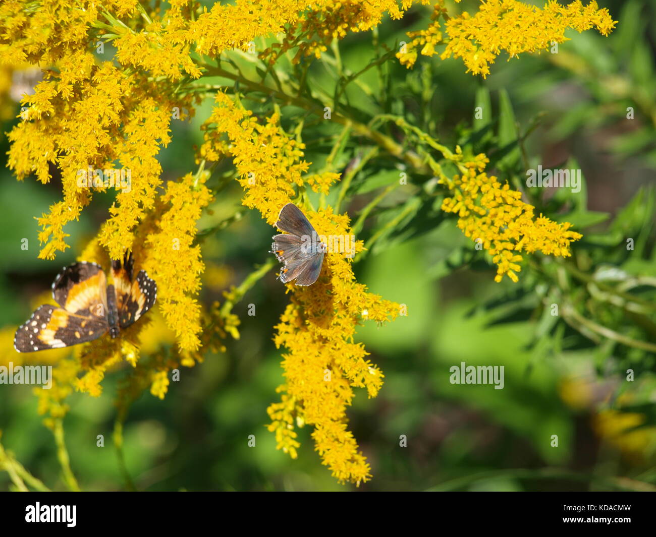 Texas native bees hi-res stock photography and images - Alamy