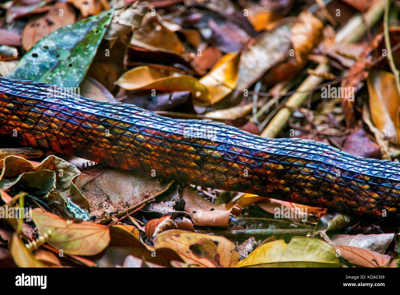 Peçonha hi-res stock photography and images - Alamy