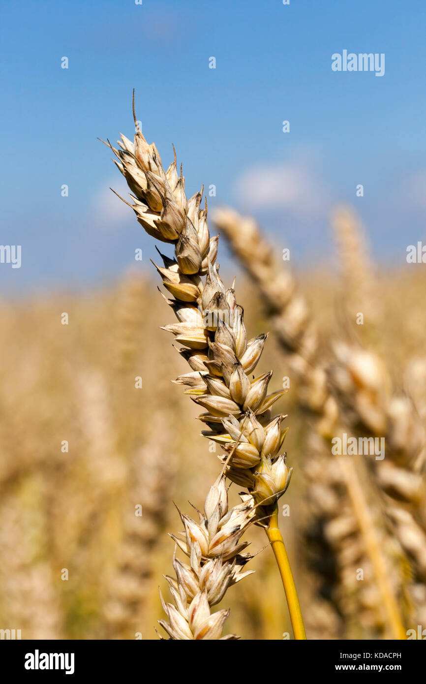 Golden wheat field Stock Photo - Alamy