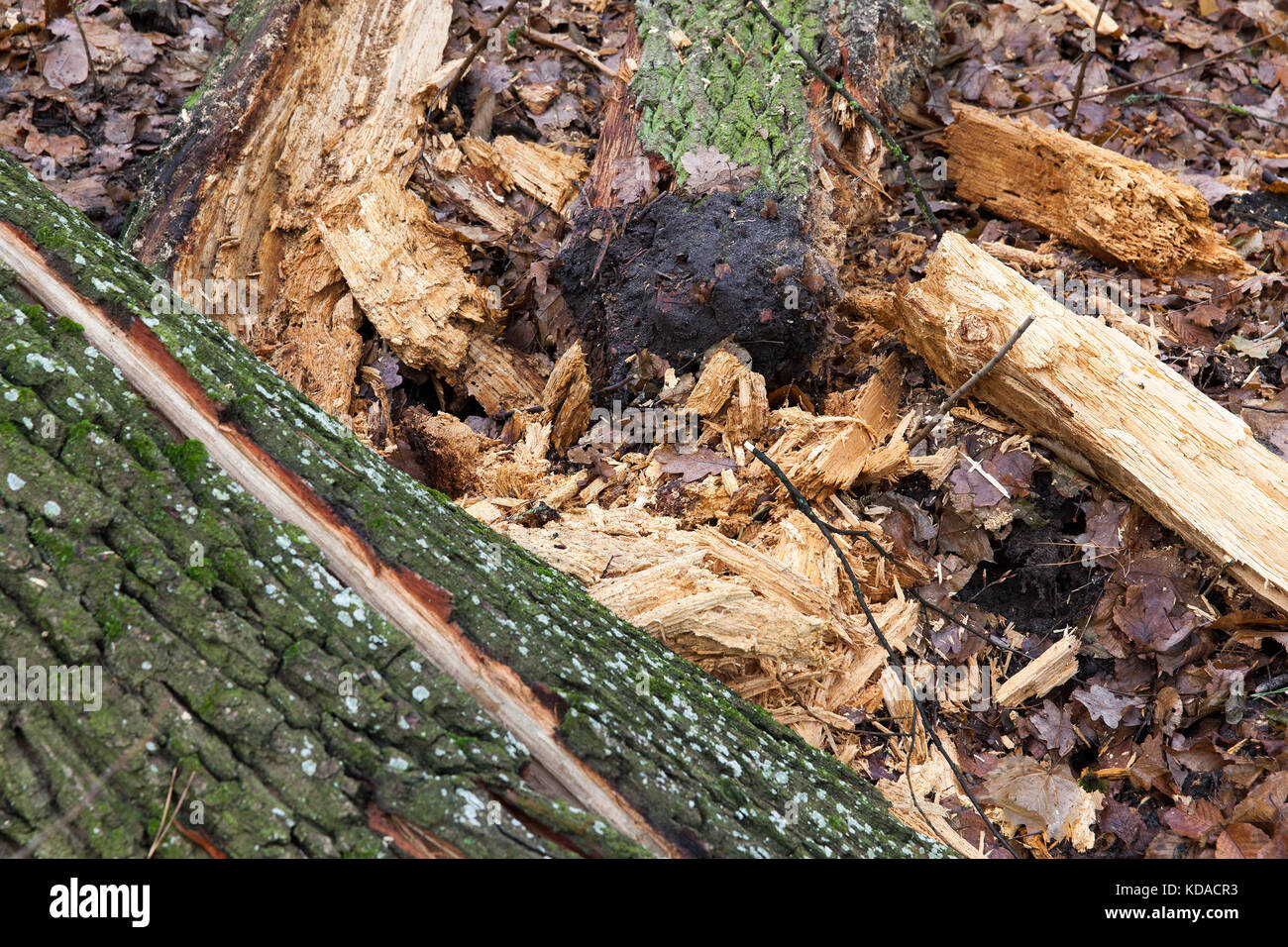Old broken trunk Stock Photo - Alamy