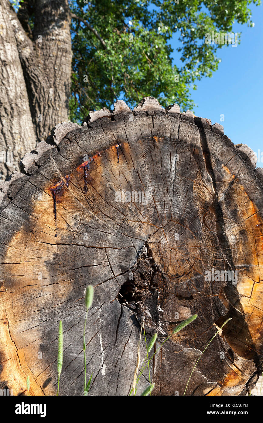 Truncated tree hi-res stock photography and images - Alamy