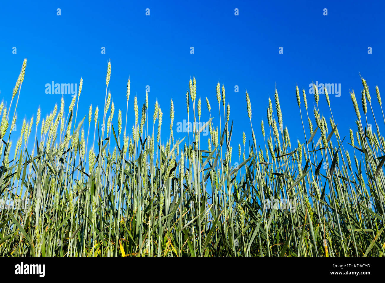 Field with cereal Stock Photo - Alamy