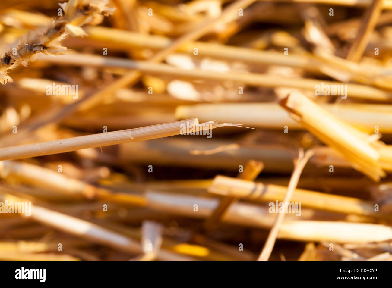 pile of straw Stock Photo - Alamy