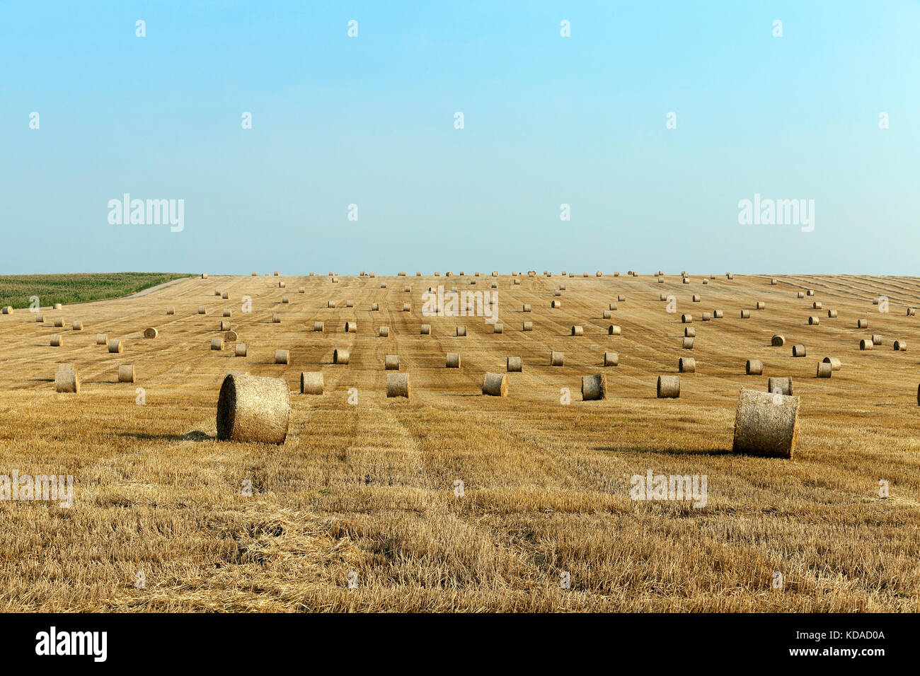 haystacks in a field of straw Stock Photo - Alamy