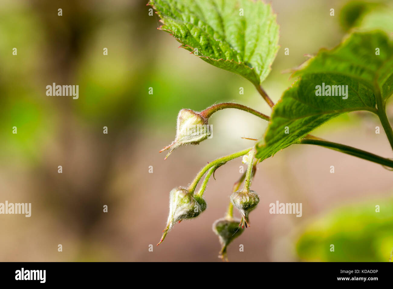 Raspberry seedling hi-res stock photography and images - Alamy