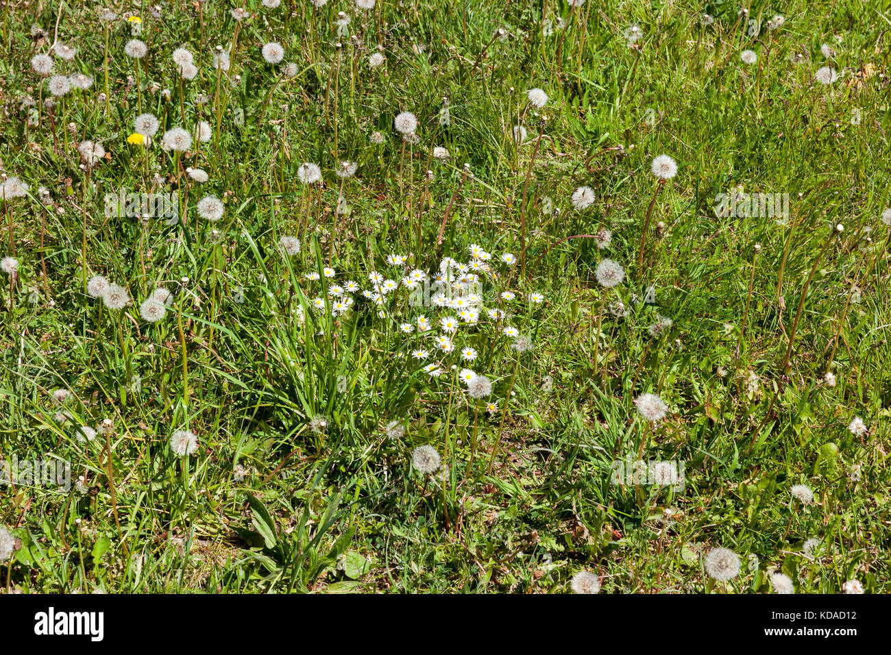 Spring flower meadow Stock Photo - Alamy