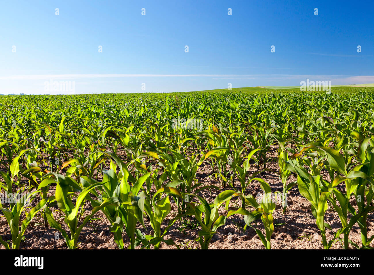 Cornfields in field Stock Photo - Alamy