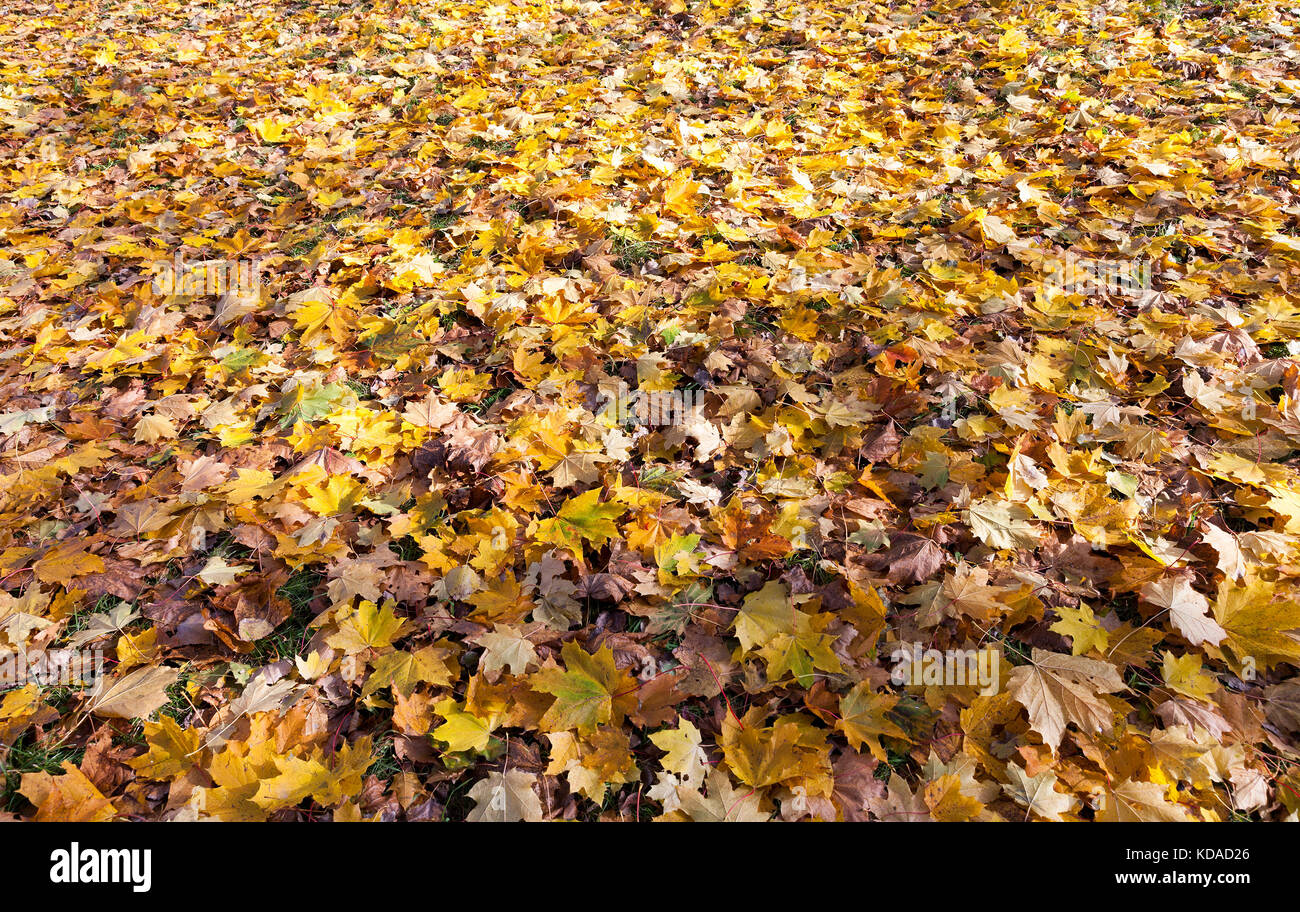 fallen autumn leaves Stock Photo - Alamy