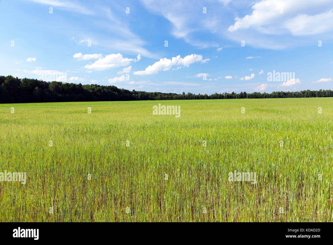 Spelt field hi-res stock photography and images - Alamy