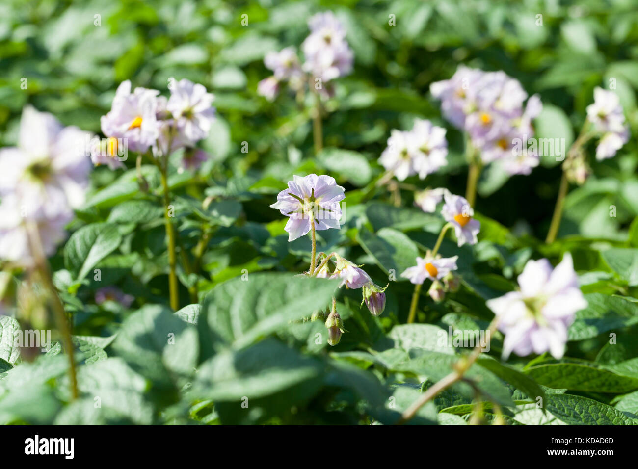 flower of a potato, close-up Stock Photo - Alamy