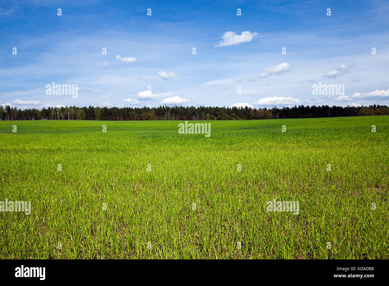 field in spring Stock Photo - Alamy