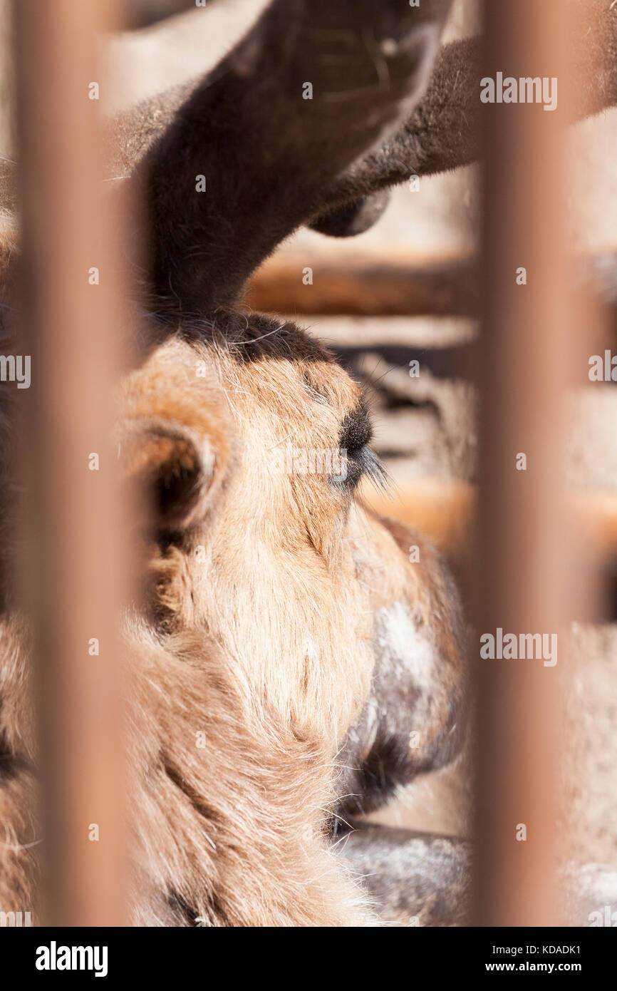 reindeer close up Stock Photo - Alamy