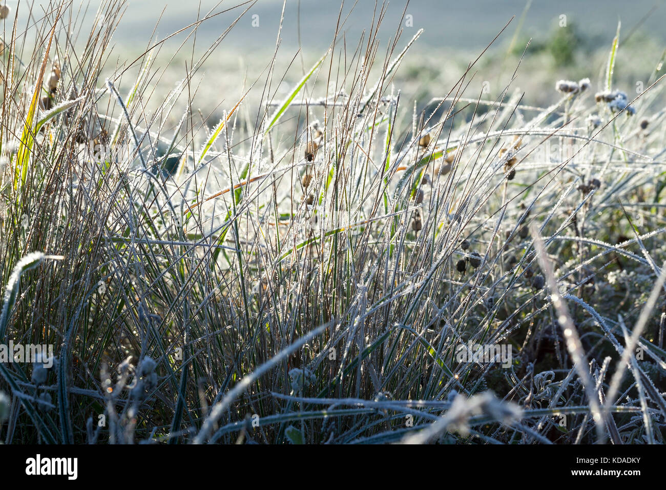 Frozen grass field winter cold temperature hi-res stock photography and ...