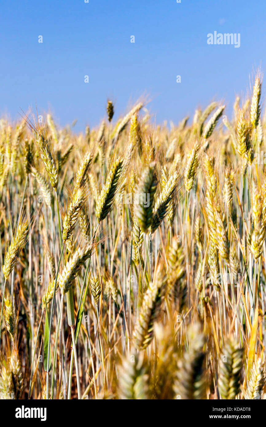 wheat farming field Stock Photo - Alamy