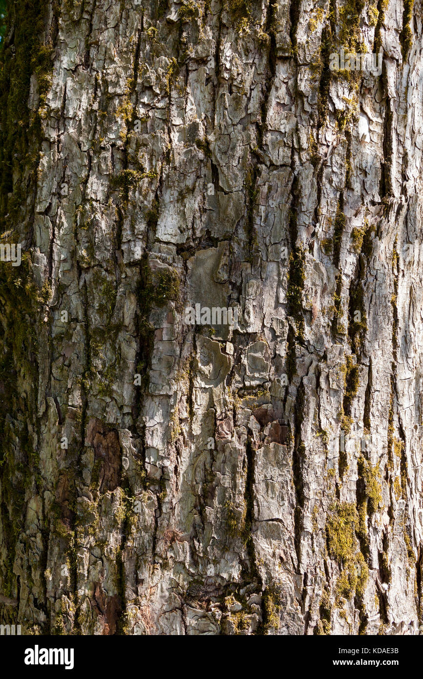 Old Wood Tree Stock Photo - Alamy