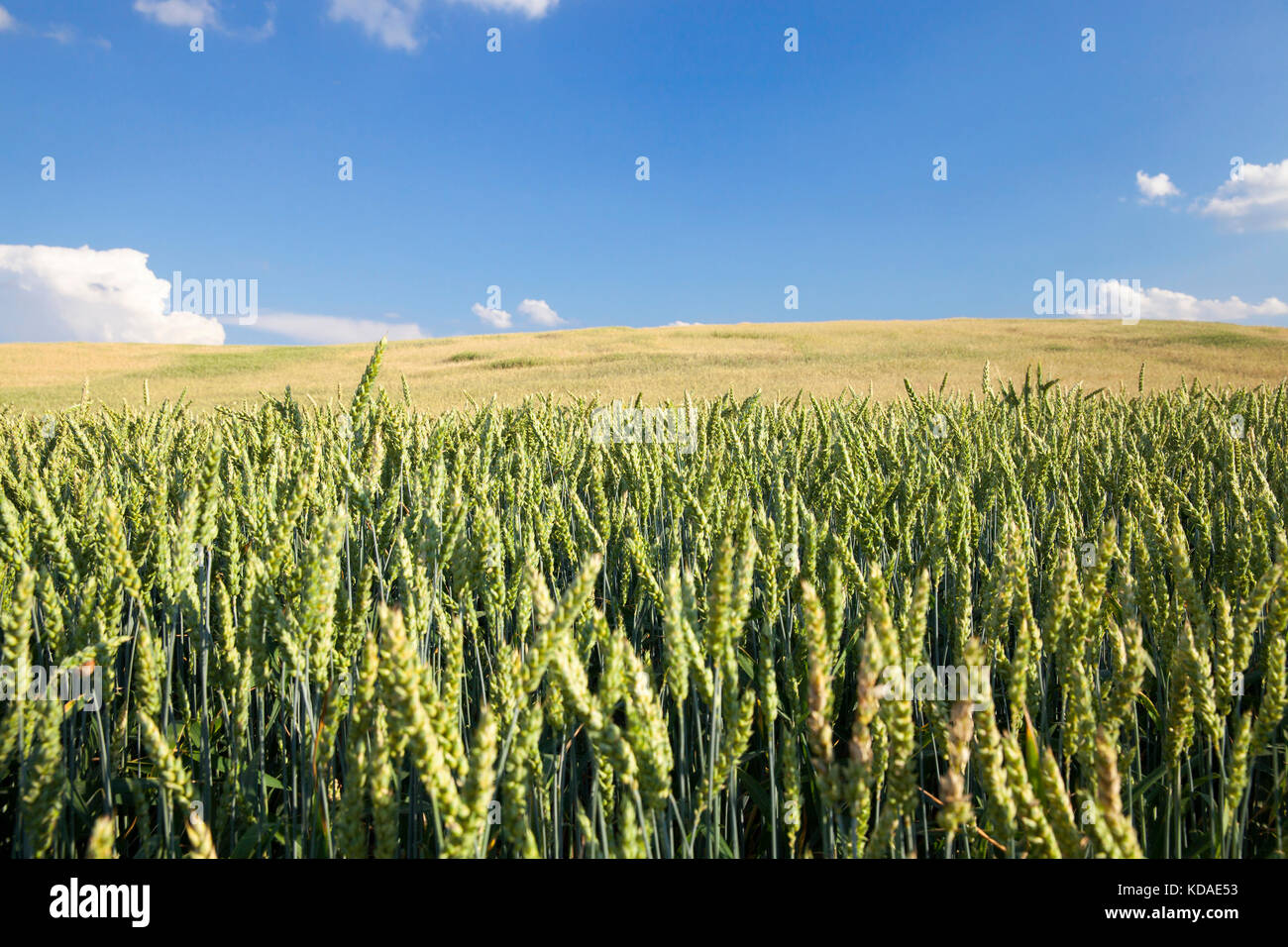 Field with cereal Stock Photo - Alamy