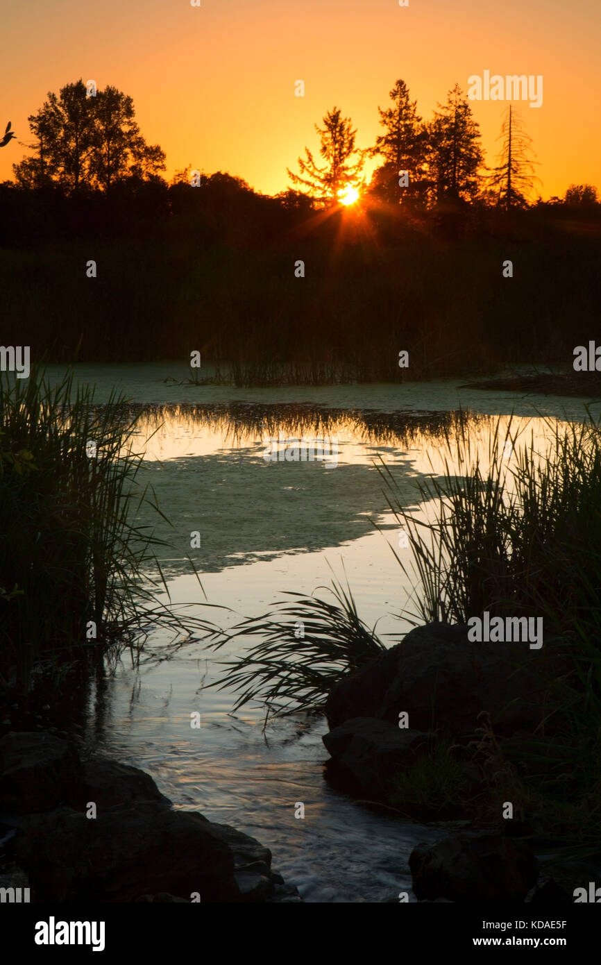 Pond sunrise, Talking Water Gardens, Albany, Oregon Stock Photo - Alamy