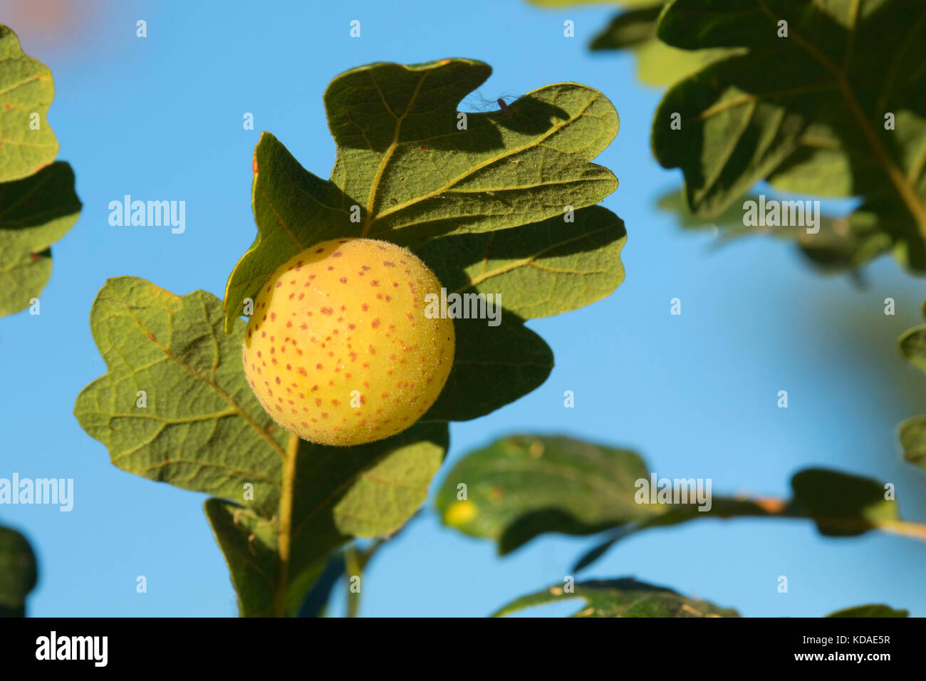 Oak gall, Talking Water Gardens, Albany, Oregon Stock Photo - Alamy
