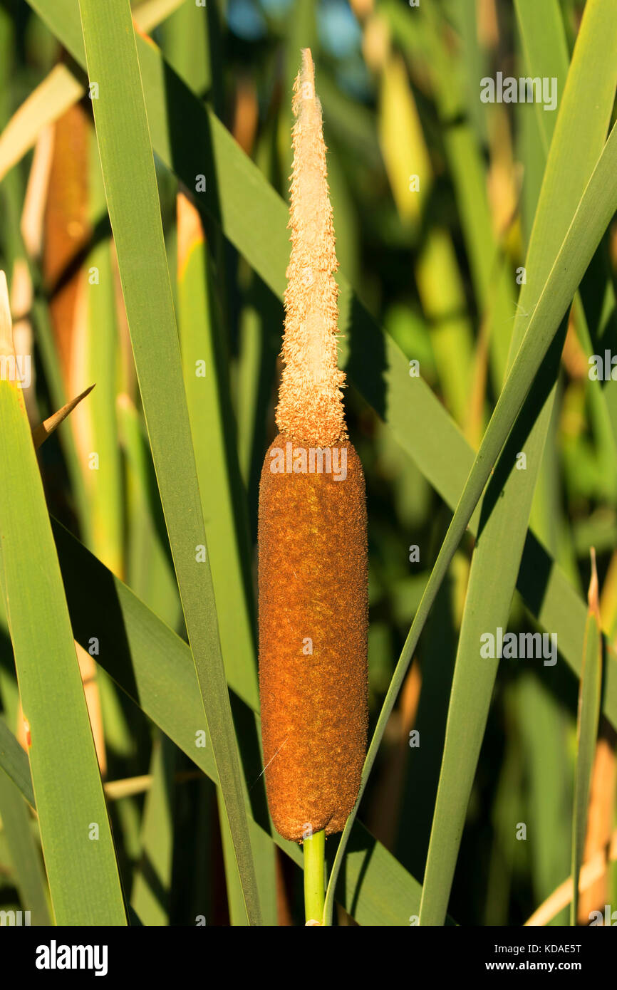 Talking water gardens oregon hi-res stock photography and images - Alamy