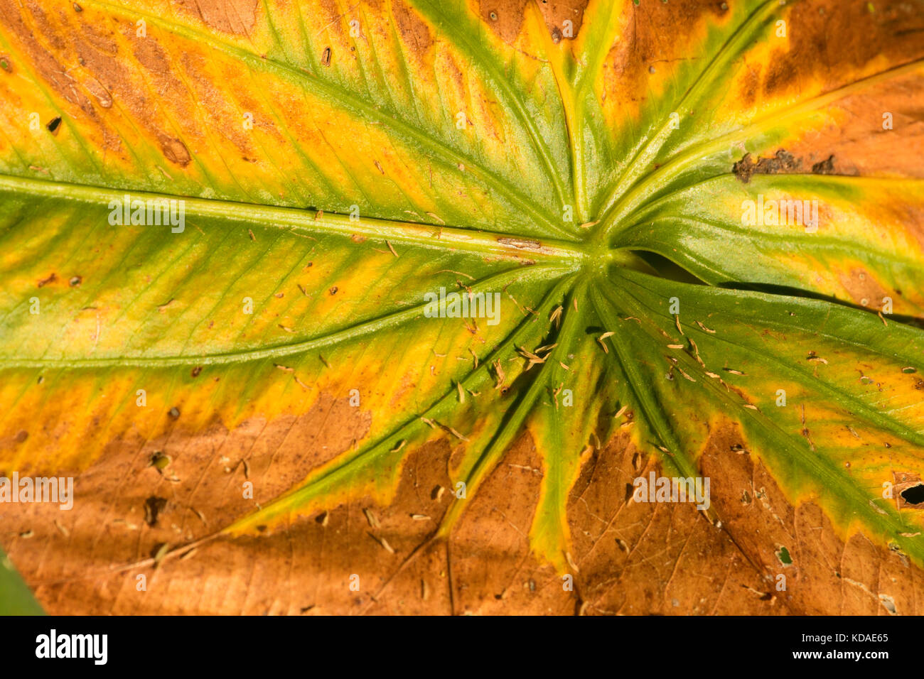 Wapato, Talking Water Gardens, Albany, Oregon Stock Photo - Alamy