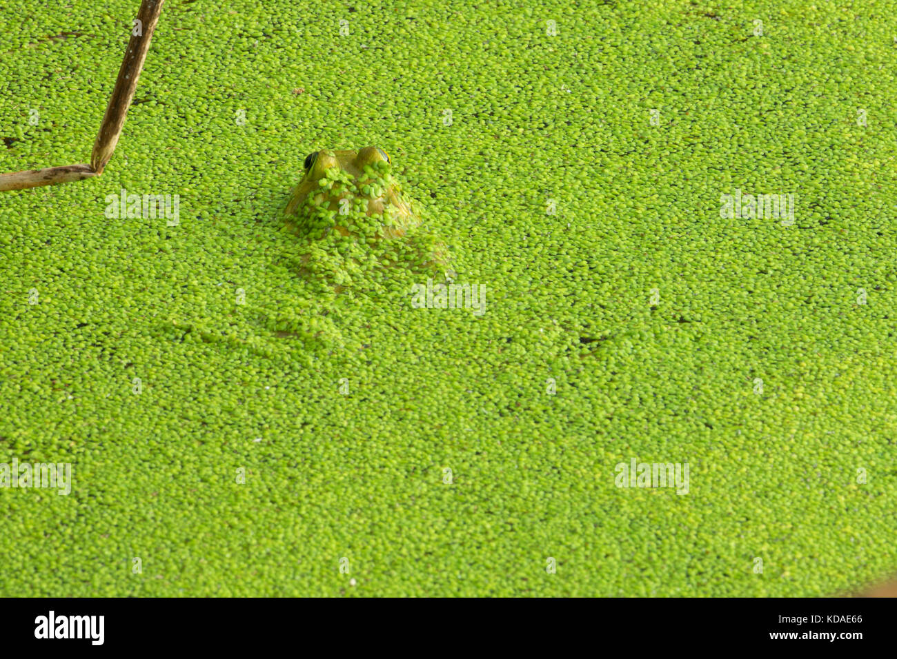 Frog in duckweed, Talking Water Gardens, Albany, Oregon Stock Photo - Alamy
