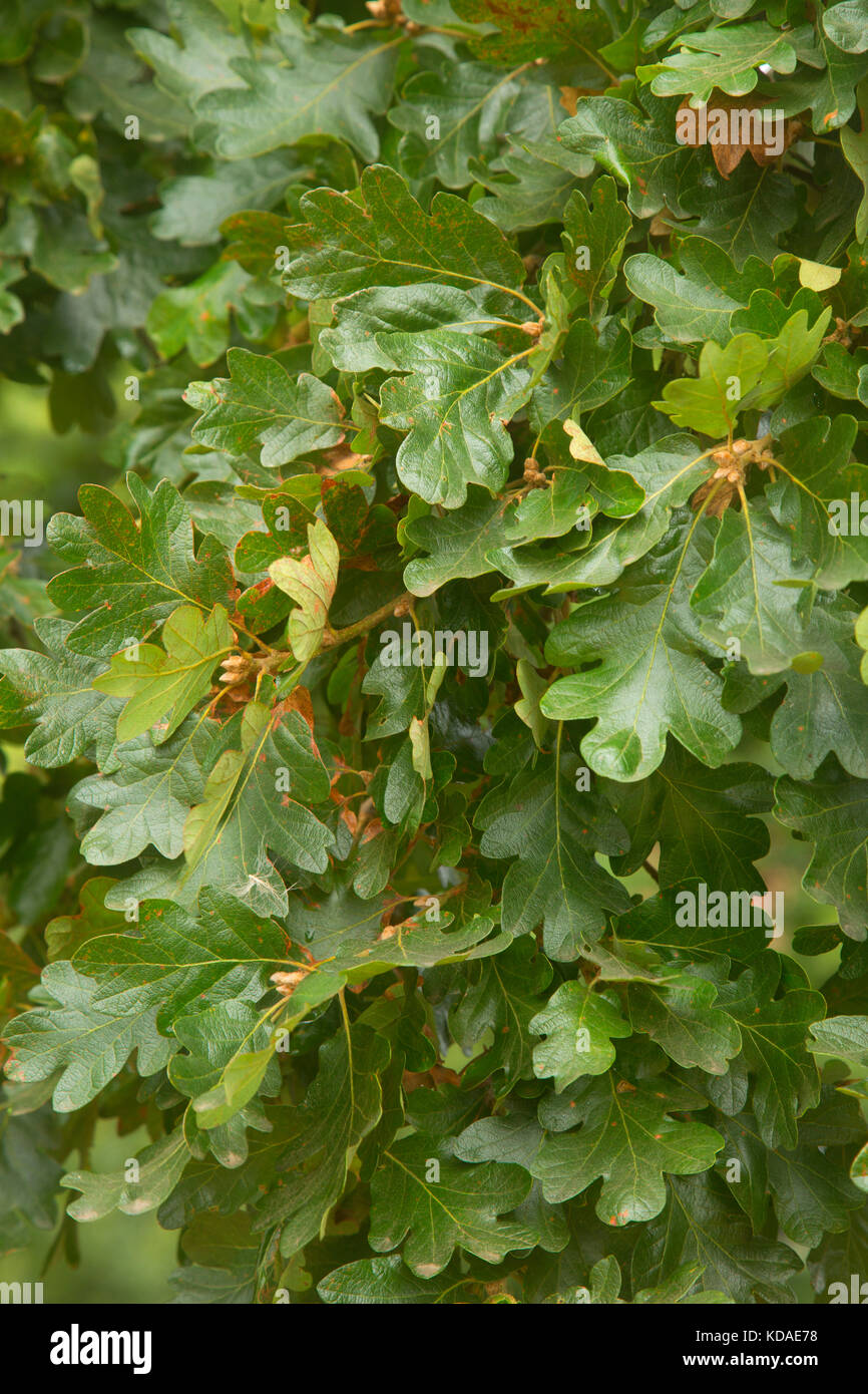 Oregon white oak leaves, Miller Woods Conservation Area, Yamhill County ...