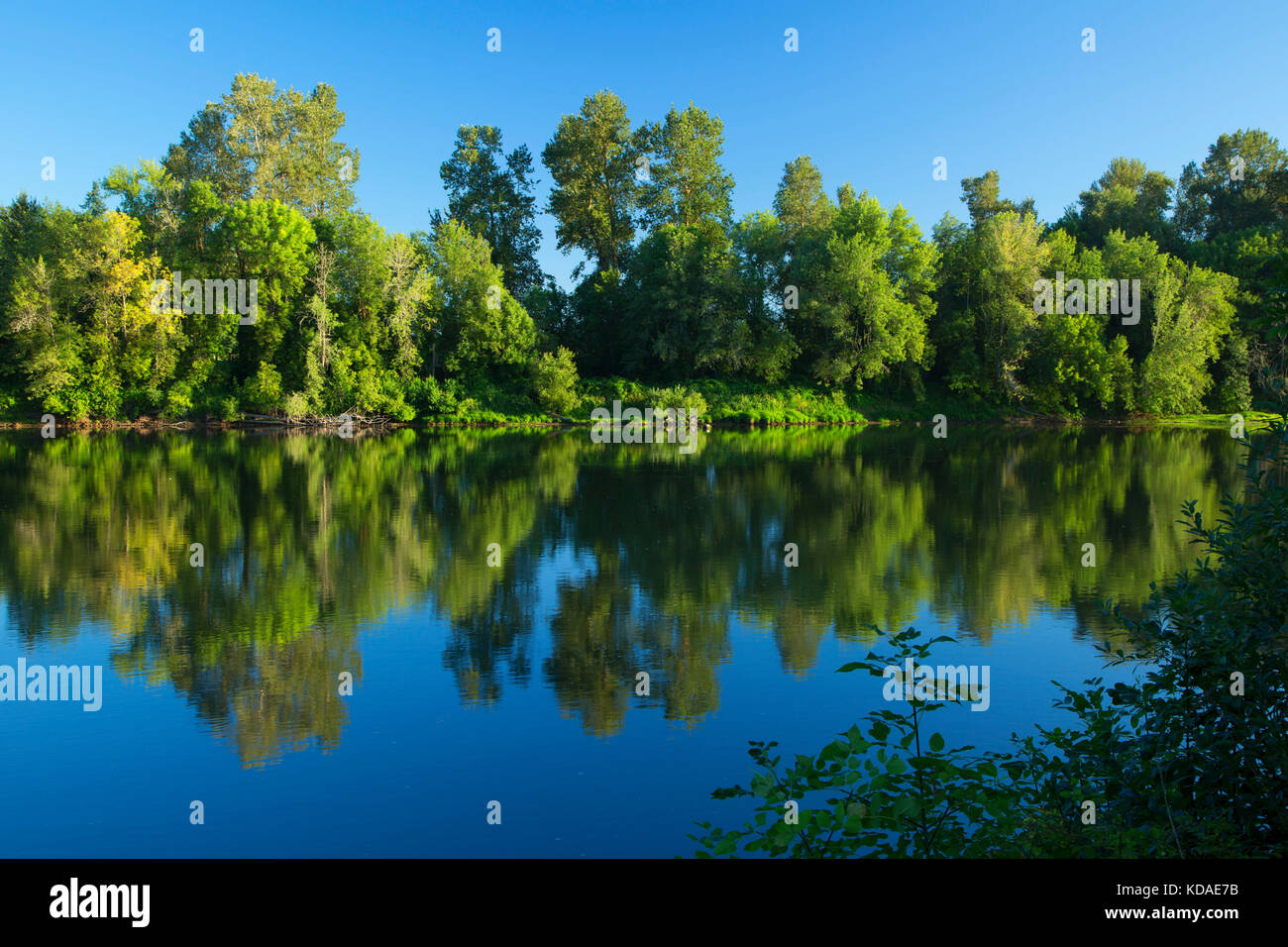 Willamette River, Willamette Mission State Park, Oregon Stock Photo - Alamy