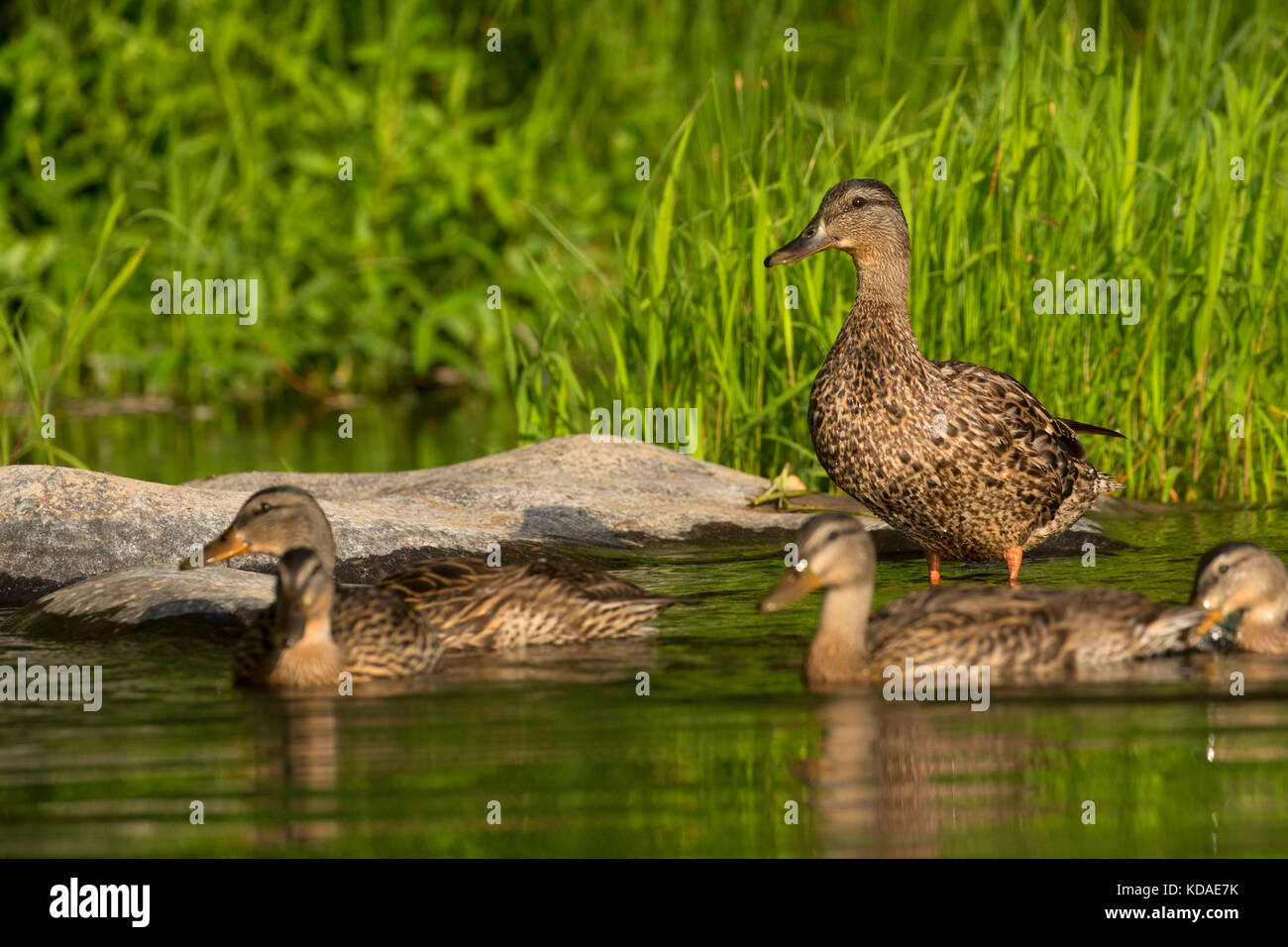 Ducks on Willamette River, Willamette River Greenway, Oregon Stock ...