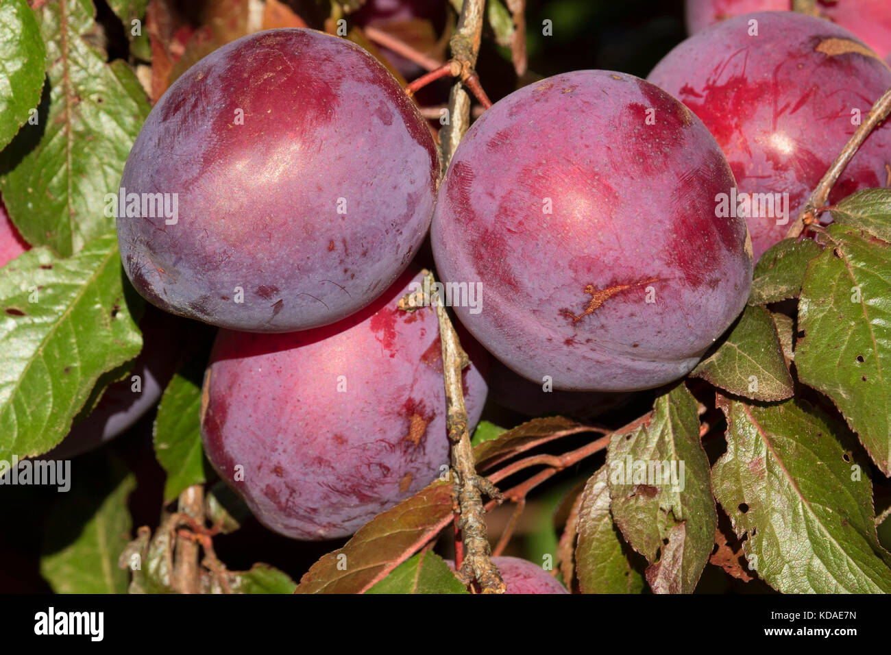 Hollywood plums, Marion County, Oregon Stock Photo - Alamy