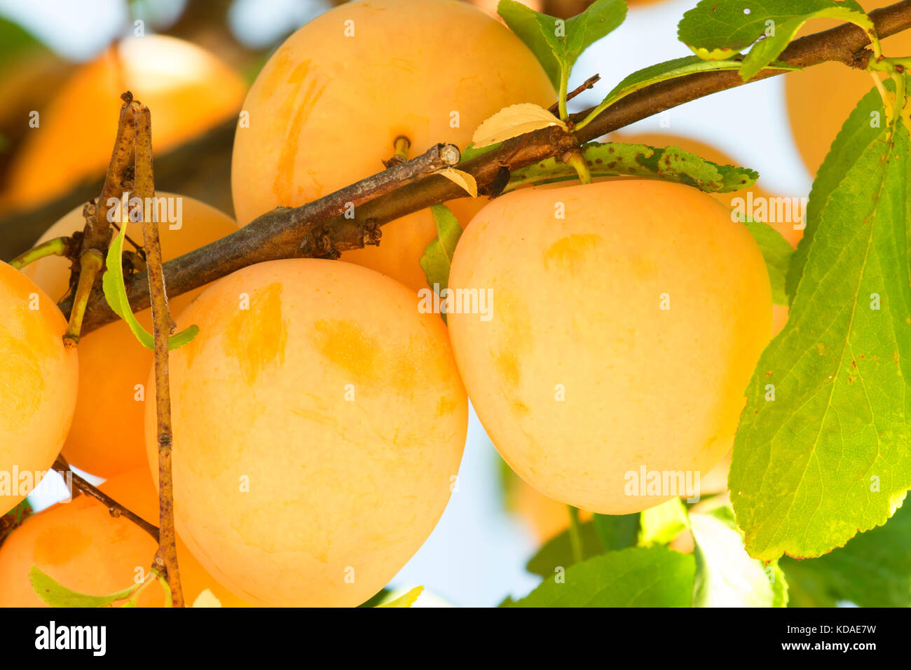 Shiro plums, Marion County, Oregon Stock Photo - Alamy