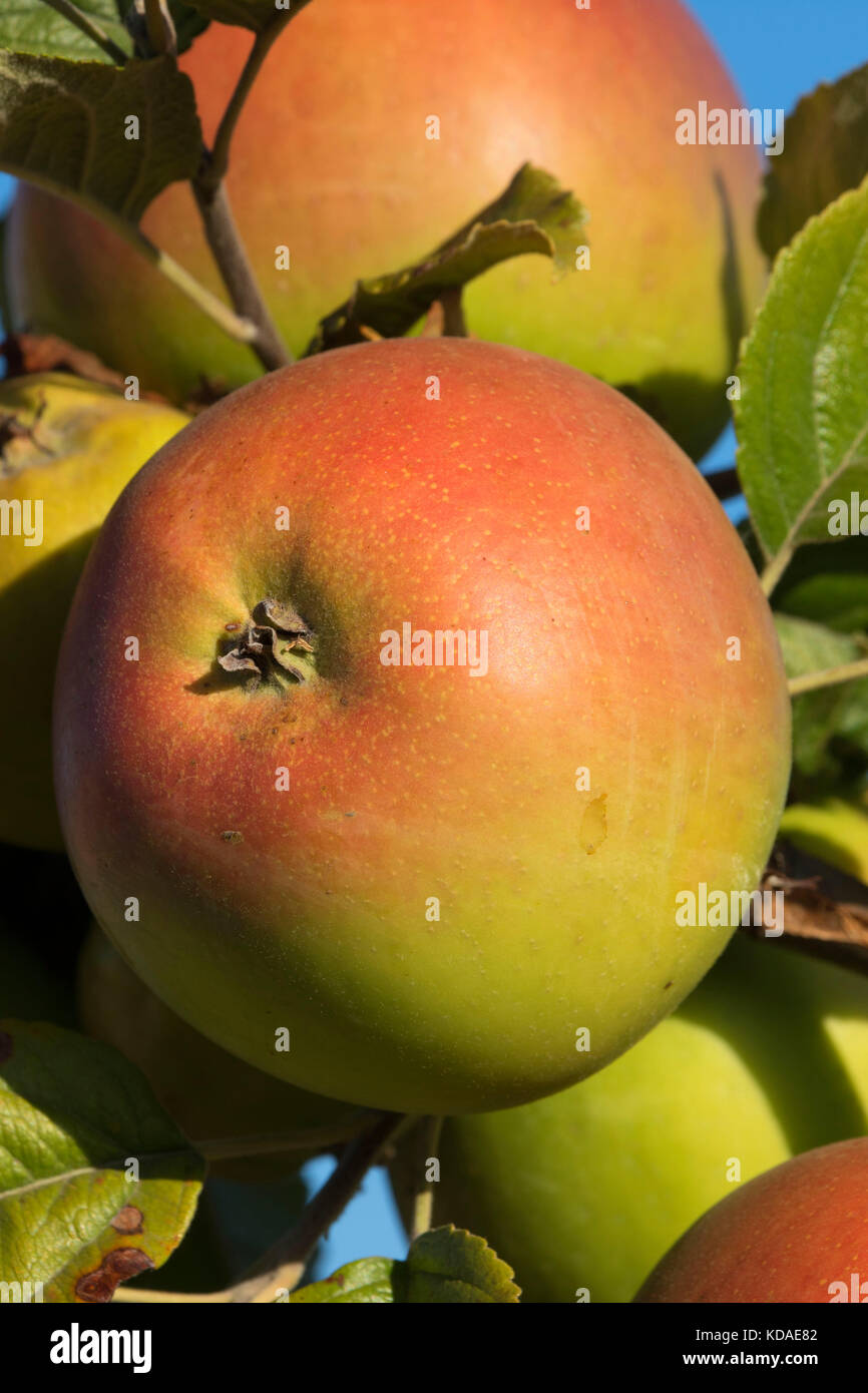 Apples, Marion County, Oregon Stock Photo - Alamy