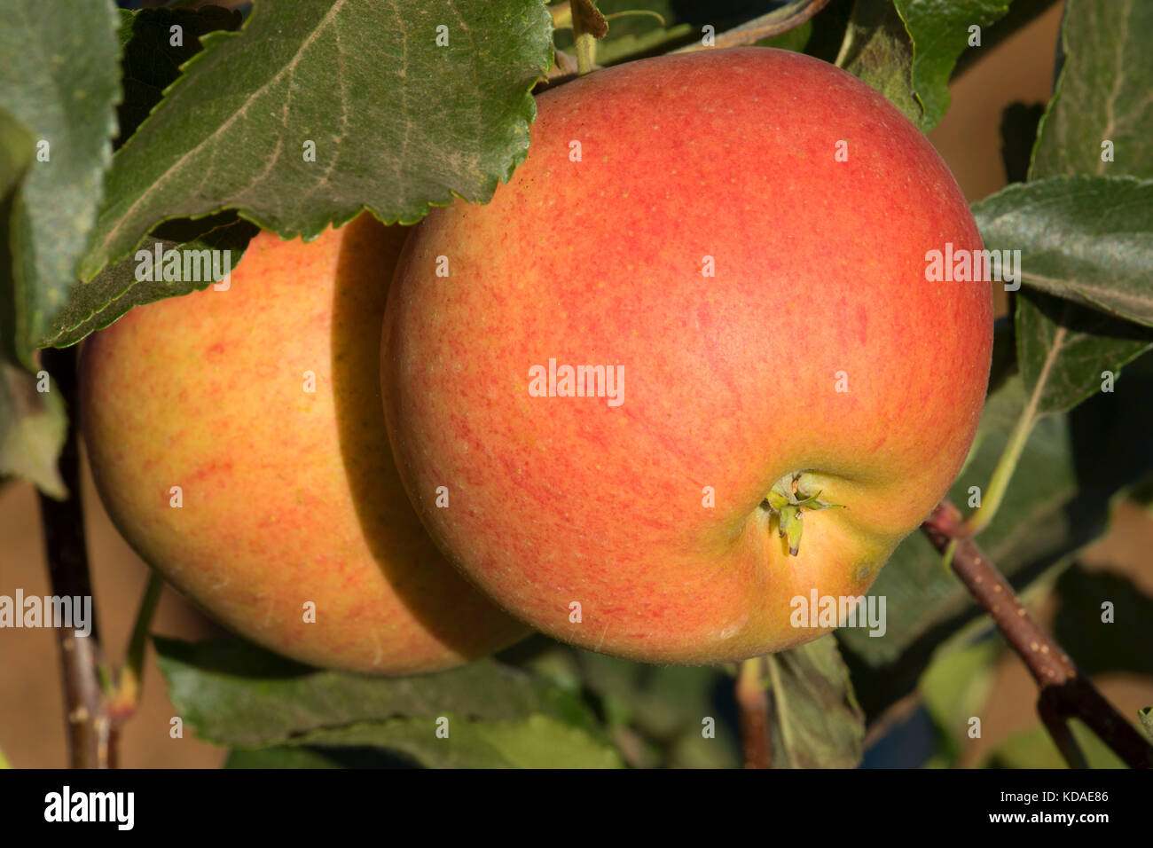 Apples, Marion County, Oregon Stock Photo - Alamy