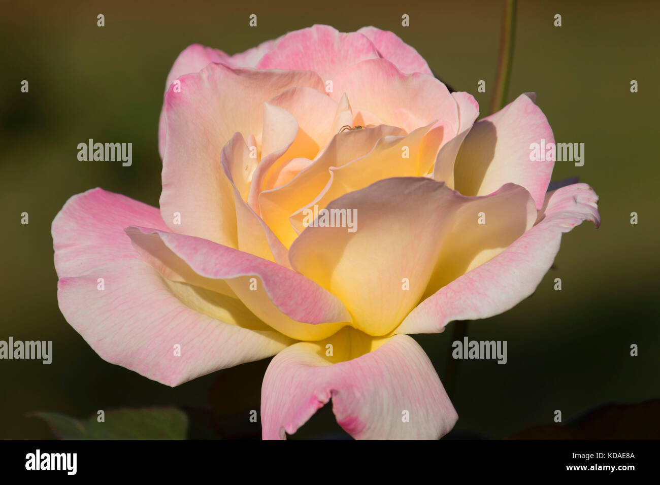 Rose, Marion County, Oregon Stock Photo - Alamy