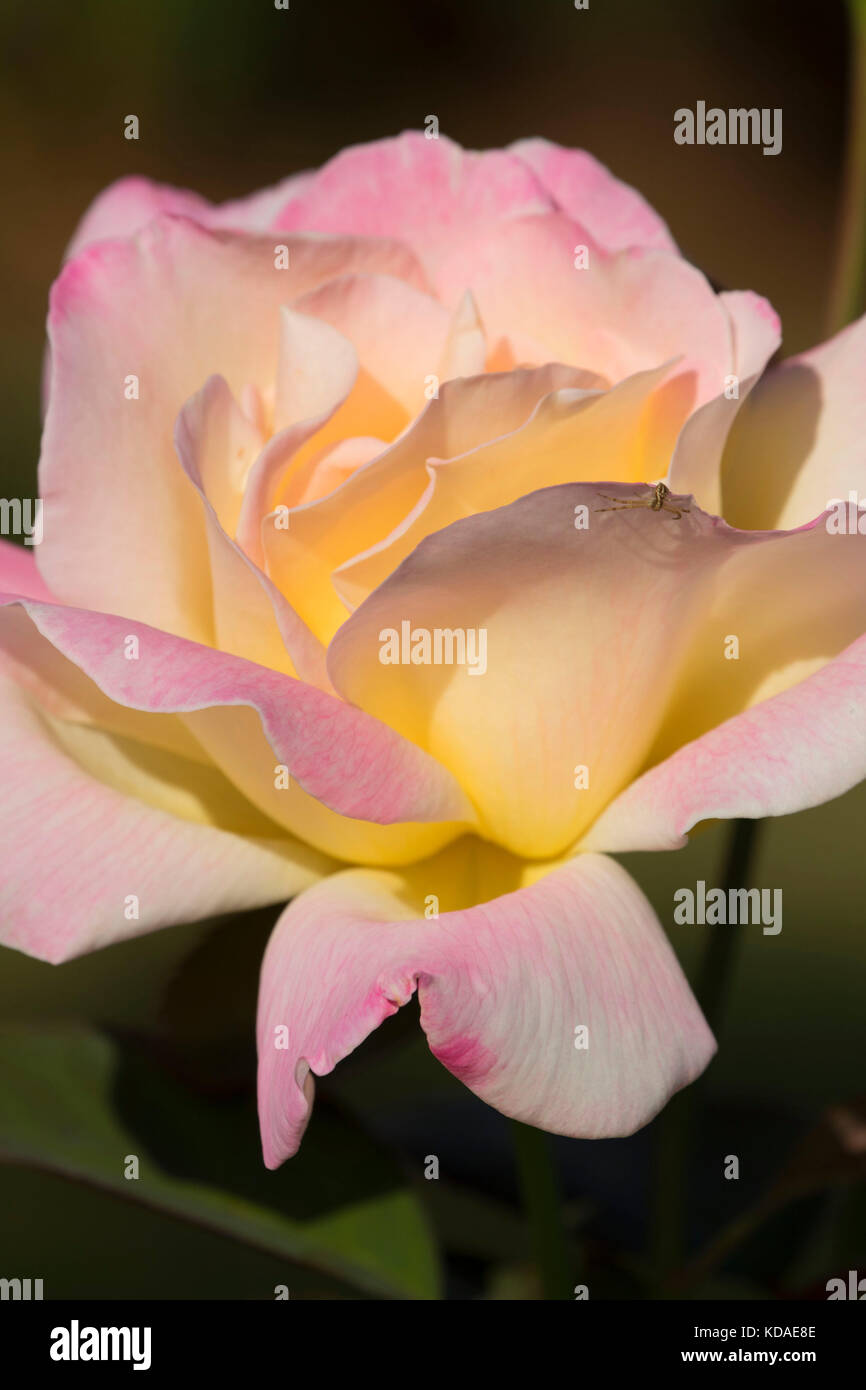 Marion rose hi-res stock photography and images - Alamy