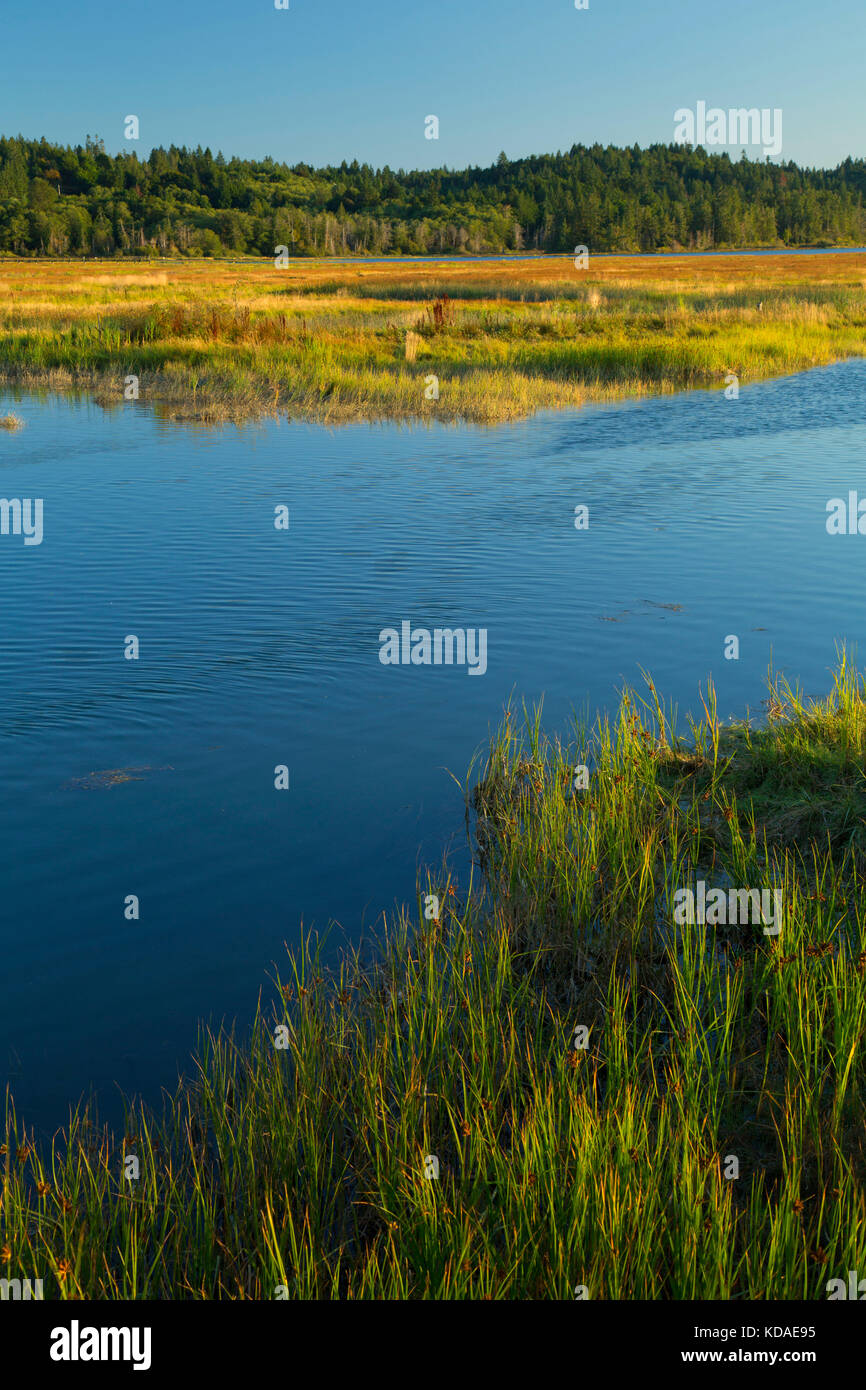 Union River, Belfair-Theler Wetland Park, Washington Stock Photo - Alamy