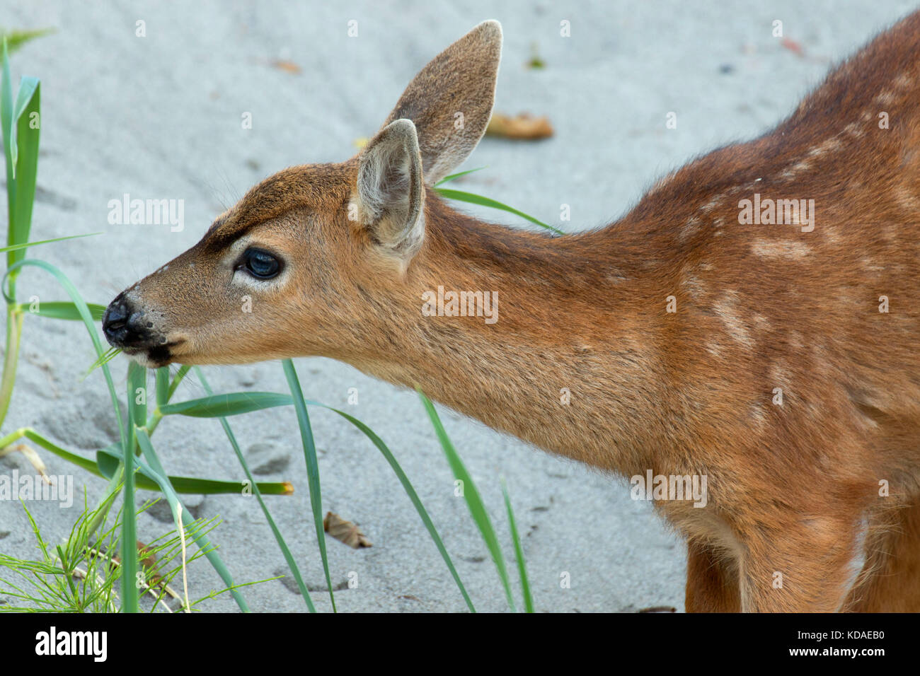 Blacktail deer, Fort Flagler State Park, Washington Stock Photo - Alamy