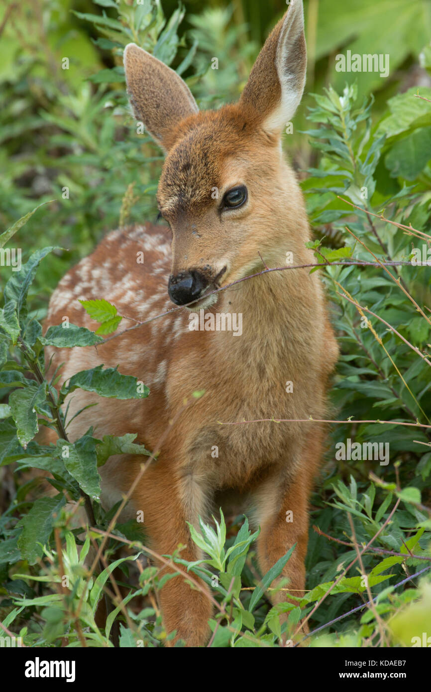 Blacktail deer, Fort Flagler State Park, Washington Stock Photo - Alamy