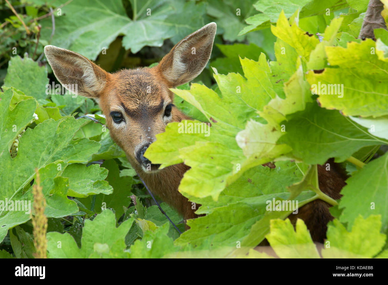 Blacktail deer, Fort Flagler State Park, Washington Stock Photo - Alamy