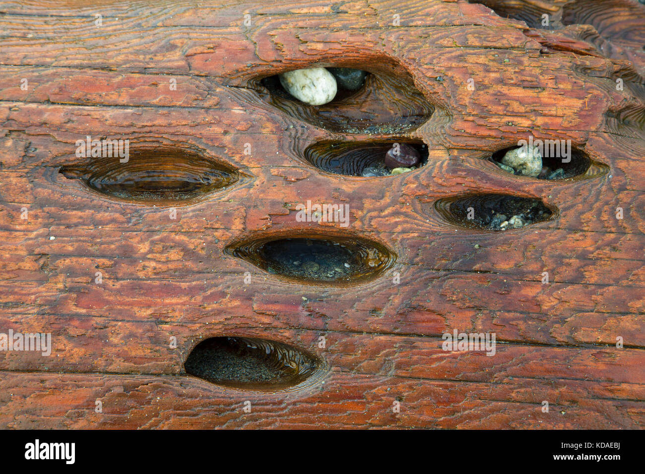 Rock in drift log, Fort Flagler State Park, Washington Stock Photo - Alamy